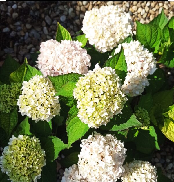 Home - Nezabravka Flowers