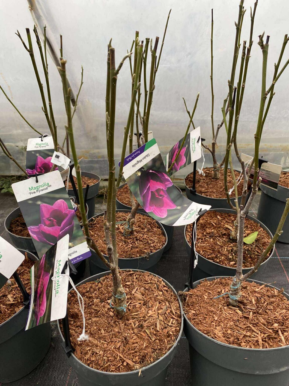 Magnolia Pink Pyramid ('PBR) - Nezabravka Flowers